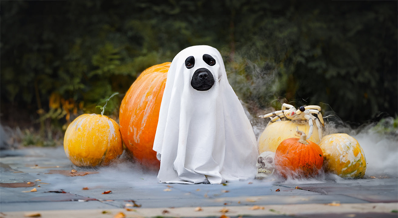 CBD for Dogs: Summon a Calm Doggo for Spooky Season - CBDfx.com