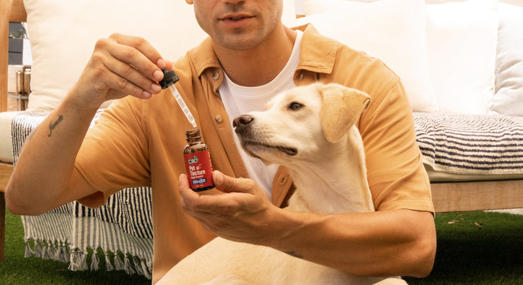 Dogs and THC: How to Keep Your Pet (and Stash) Safe - CBDfx.com