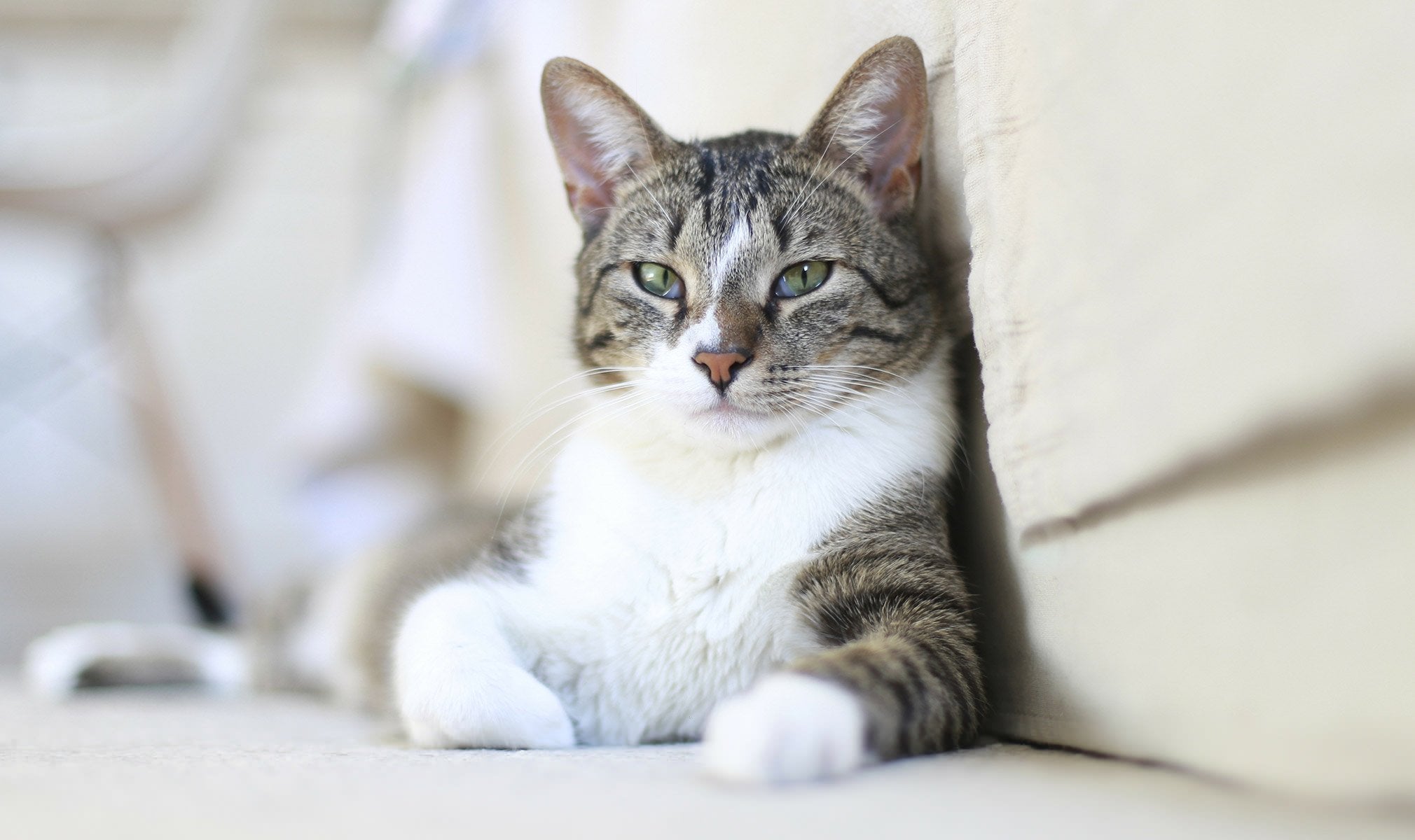 The Complete Guide to Buying CBD for Cats - CBDfx.com
